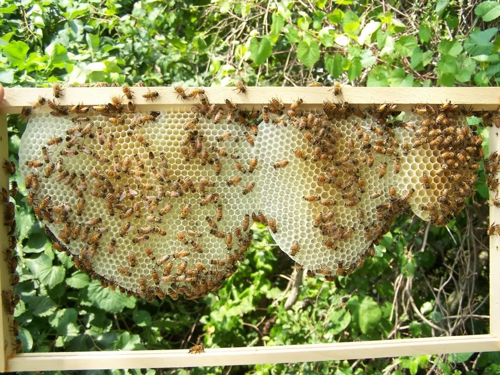 open frames vs foundation frames | Beesource Beekeeping Forums