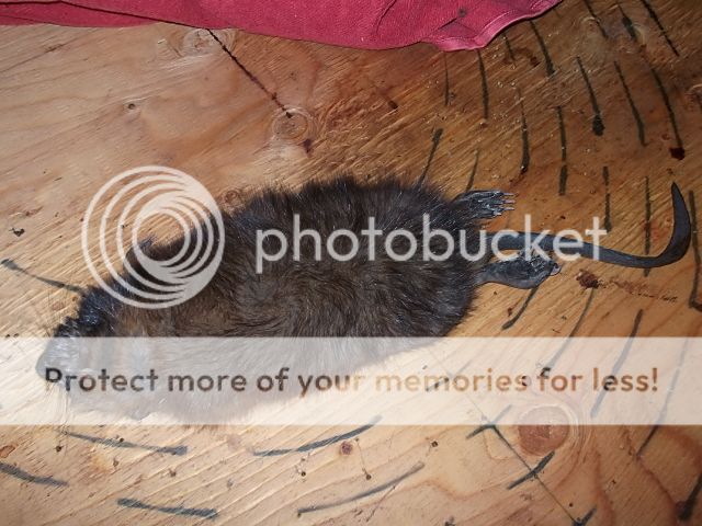 Canadian Trappers Talk Forum • View topic - Top Predators' 2012-2013 season