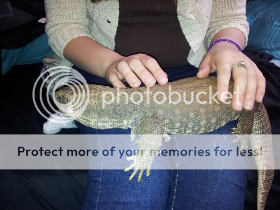 New Bosc monitor won't come out of hide!! | Page 2 | Reptile Forums