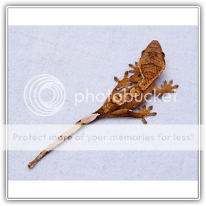 Welcome "Toothless" (PIC HEAVY!!) | Reptile Forums