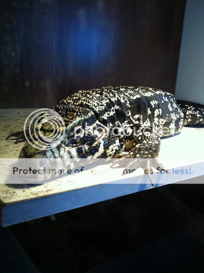 SW England - Female tegu and set up | Reptile Forums