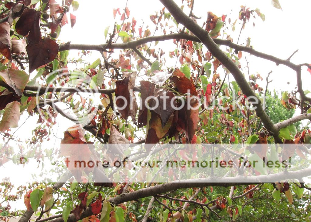 Cleveland Pear Tree - Leaves look like fall | Arboristsite.com