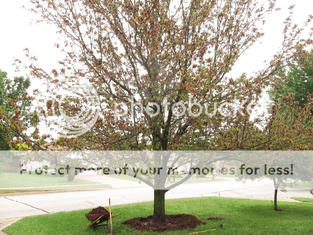 Cleveland Pear Tree - Leaves look like fall | Arboristsite.com