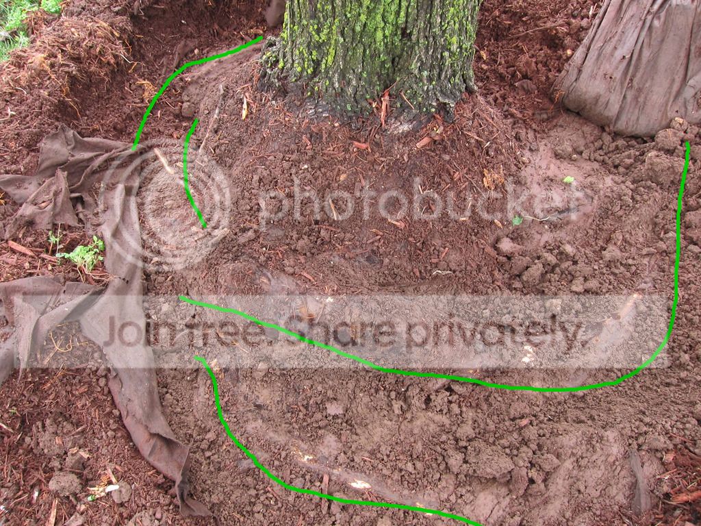 Cleveland Pear Tree - Leaves look like fall | Arborist, Chainsaw & Tree ...