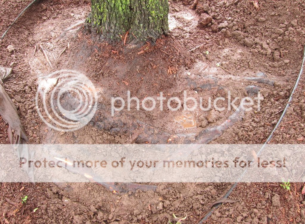 Cleveland Pear Tree - Leaves look like fall | Arborist, Chainsaw & Tree ...