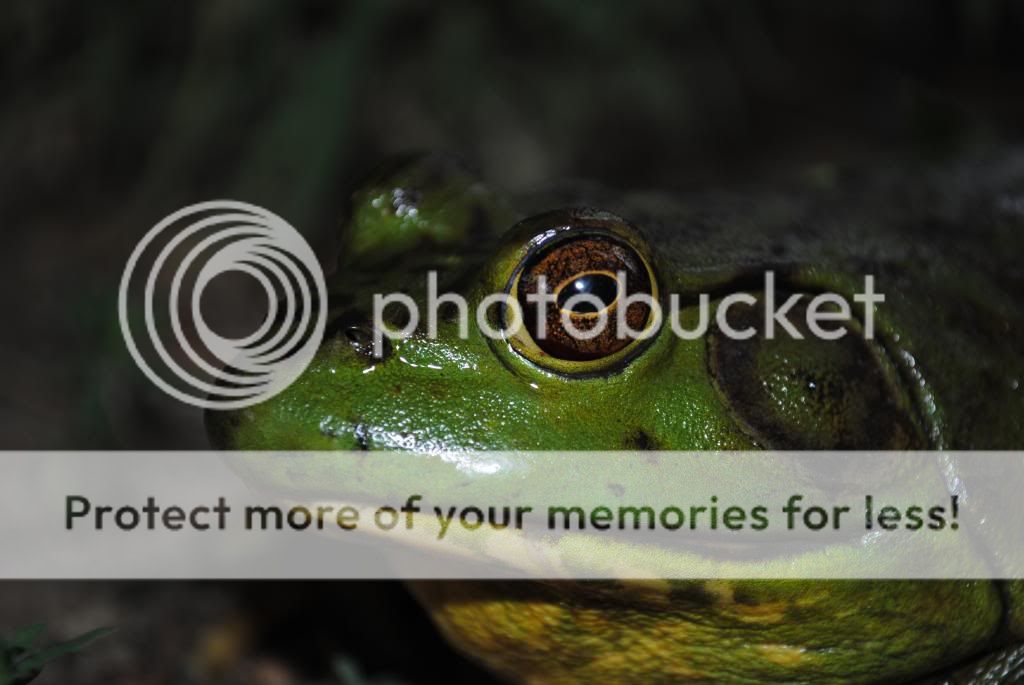 American Bullfrog (Rana catesbeiana) Colorado - Field Herp Forum