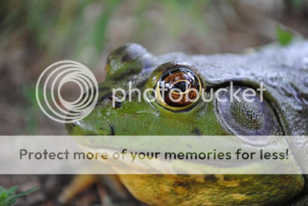 American Bullfrog (Rana catesbeiana) Colorado - Field Herp Forum