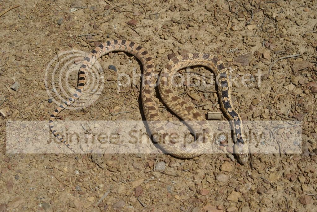 High Snakes Field Herp Forum